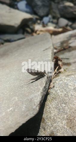 Slate Drakes (Isonychia) Insecta Stock Photo - Alamy