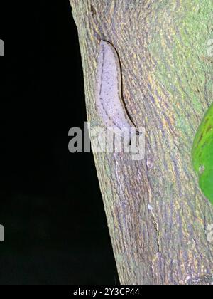 Chinese Slug (Meghimatium bilineatum) Mollusca Stock Photo - Alamy