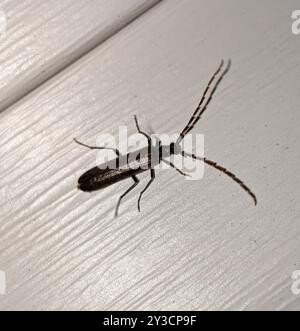 Angled False Blister Beetle (Calopus angustus) Insecta Stock Photo - Alamy