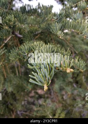 white fir (Abies concolor) Plantae Stock Photo - Alamy