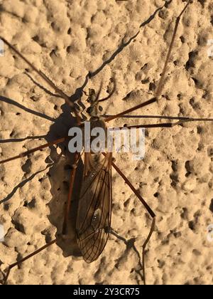 Typical Crane Flies (Tipuloidea) Insecta Stock Photo - Alamy
