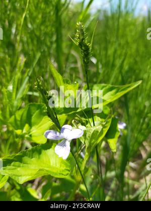 Long-stem violet (Viola acuminata Stock Photo - Alamy