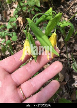 largeflower bellwort (Uvularia grandiflora) Plantae Stock Photo - Alamy