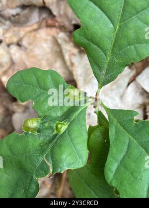 Oak Curved-leaf Gall Wasp (Andricus curvator) Insecta Stock Photo - Alamy