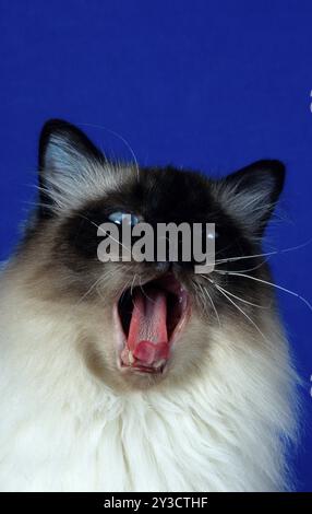 Sacred Birman. 4 years old tomcat looking down from its scratching post ...