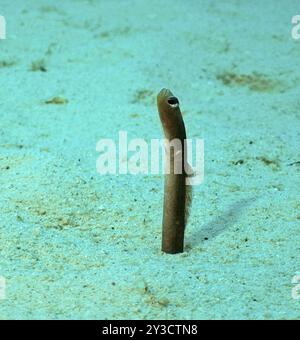Brown Garden Eel (Heteroconger longissimus) Actinopterygii Stock Photo ...