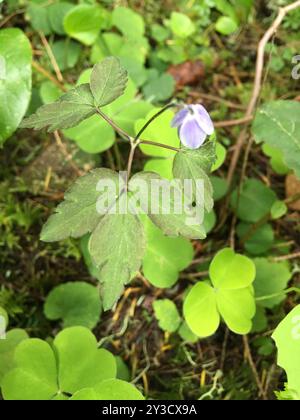 Gray's anemone (Anemonoides grayi) Plantae Stock Photo - Alamy