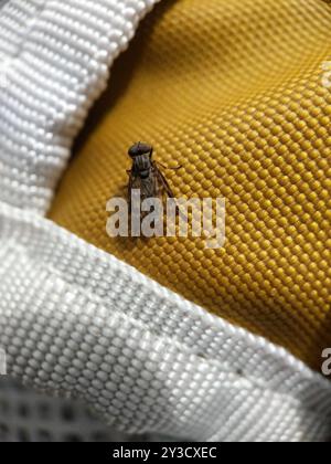 Common Snipe Fly (Rhagio mystaceus) Insecta Stock Photo - Alamy