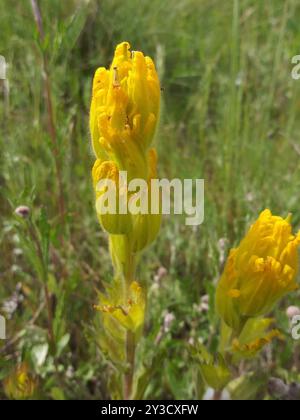 golden Indian paintbrush (Castilleja levisecta) Plantae Stock Photo - Alamy