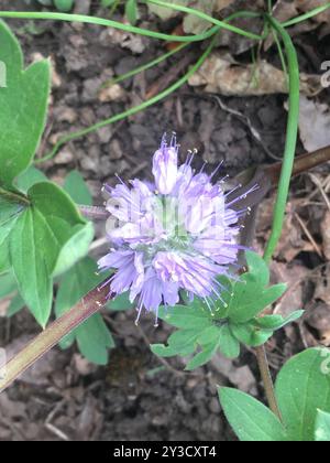 ballhead waterleaf (Hydrophyllum capitatum) Plantae Stock Photo - Alamy