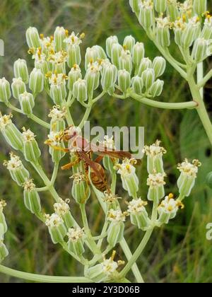 "Texanus" Paper Wasp (Polistes apachus texanus) Insecta Stock Photo - Alamy