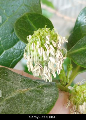 Taupata (Coprosma repens) Plantae Stock Photo - Alamy