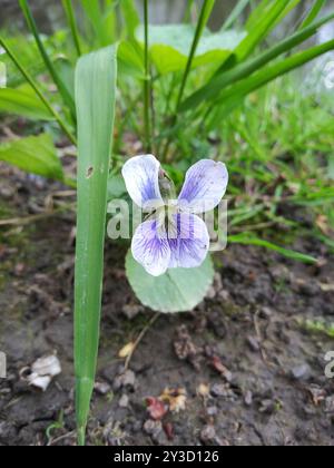 eastern American blue violets (Borealiamericanae) Plantae Stock Photo ...