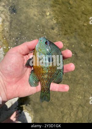 Longear Sunfish Complex (Lepomis megalotis) Actinopterygii Stock Photo ...