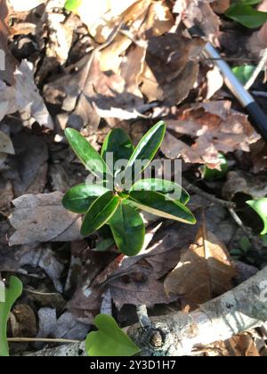 heath family (Ericaceae) Plantae Stock Photo - Alamy