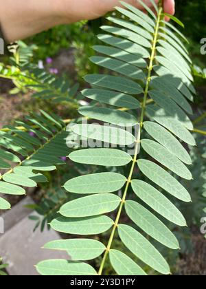Rattlebush (Sesbania drummondii) Plantae Stock Photo - Alamy