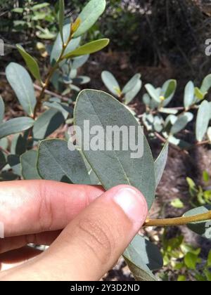 netted pawpaw (Asimina reticulata Stock Photo - Alamy