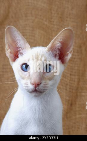 Siamese cat red-silver-tabby reddish colouring male, 5 months old Stock ...