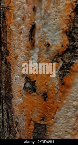 sap yeast (Cystofilobasidium macerans) Fungi Stock Photo - Alamy