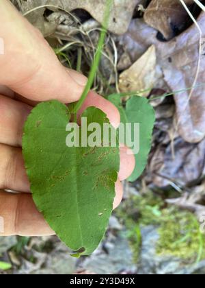 wavy-leaf aster (Symphyotrichum undulatum) Plantae Stock Photo - Alamy