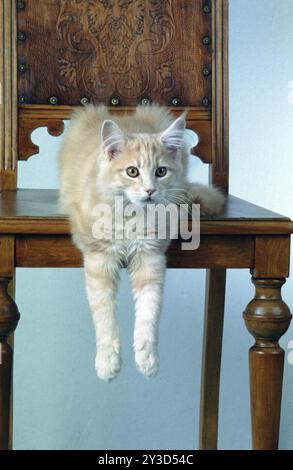 Main coon House Cat, Felis catus, giving herself a bath Stock Photo - Alamy