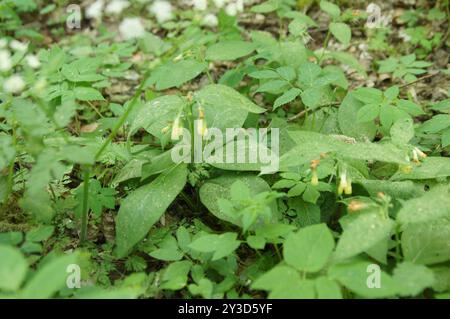 Tuberous Comfrey (Symphytum tuberosum), Plantae, Penrhos Beach area ...