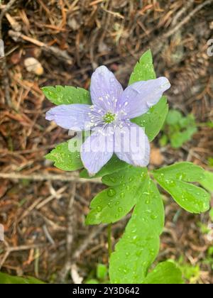 Oregon anemone (Anemonoides oregana) Plantae Stock Photo - Alamy