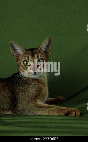 Abyssinian wild coloured female 2 years Stock Photo - Alamy