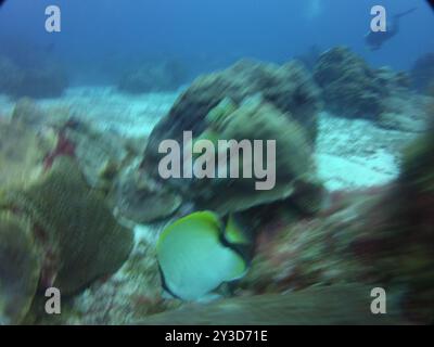 Reef Butterflyfish (Chaetodon sedentarius) Actinopterygii Stock Photo ...
