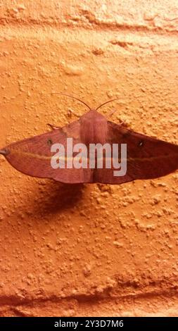 Pink-bellied Moth (Oenochroma vinaria) Insecta Stock Photo - Alamy