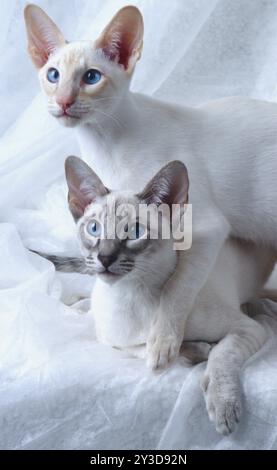 Siamese cat red-silver-tabby and seal-silver-tabby reddish colouring ...