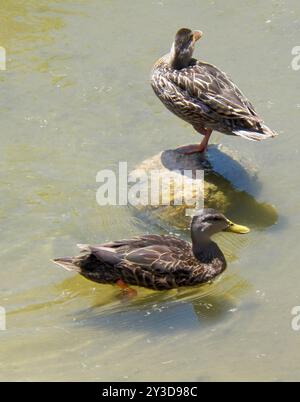 Mallards, Pintails, and Allies (Anas), Aves, Reserve Wetlands, Clear ...