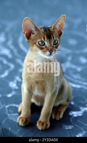 Abyssinian, wild coloured, male, 13 weeks old Stock Photo - Alamy