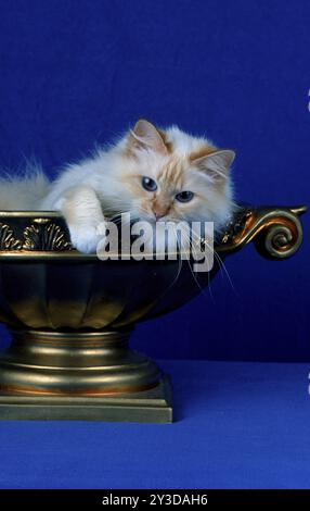 Birman cat, female two years old blue-tabby-point (blue markings Stock ...