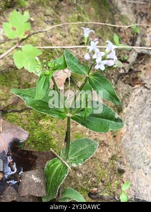 summer bluet (Houstonia purpurea) Plantae Stock Photo - Alamy