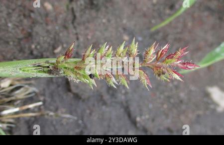 African bur-grass (Tragus berteronianus) Plantae Stock Photo - Alamy