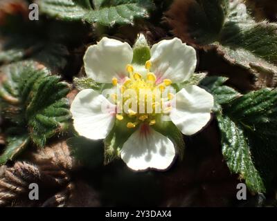 (Fragaria hayatae) Plantae Stock Photo - Alamy