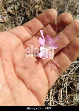 fairy fans (Clarkia breweri) Plantae Stock Photo - Alamy