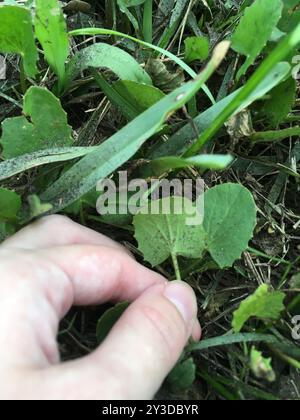 American Coinwort (Centella erecta) Plantae Stock Photo - Alamy
