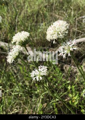 Barbara's-buttons (Marshallia caespitosa) Plantae Stock Photo - Alamy