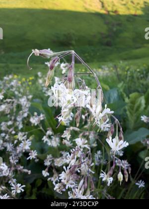 Nottingham Catchfly (Silene nutans) Plantae Stock Photo - Alamy