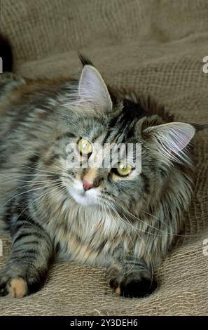 Main-Coone cat black-classic-tabby 1 year old Stock Photo - Alamy