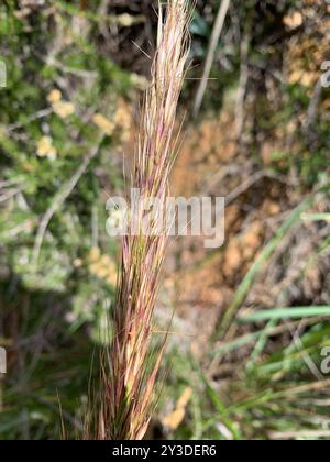 blue wild rye (Elymus glaucus) Plantae Stock Photo - Alamy