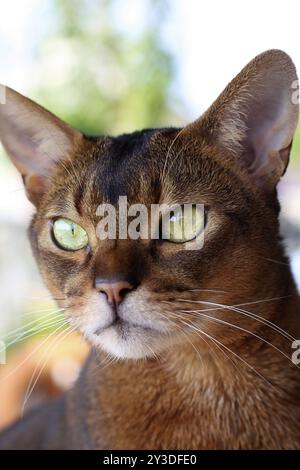 Abyssinian wild coloured, abyssinian cat ruddy Stock Photo - Alamy