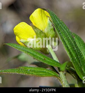 bristly buttercup (Ranunculus hispidus) Plantae Stock Photo - Alamy