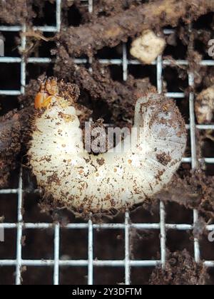 Scarabaeiform Beetles (Scarabaeiformia) Insecta Stock Photo - Alamy
