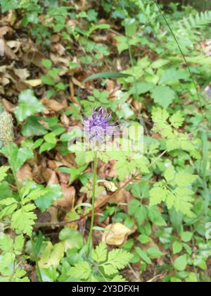 Black Rampion (Phyteuma nigrum), Plantae, 56332 Brodenbach, Deutschland ...