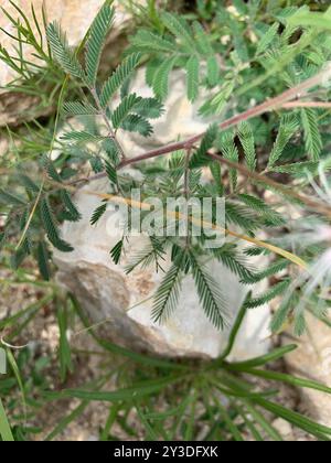 prairie acacia (Acaciella angustissima) Plantae Stock Photo - Alamy