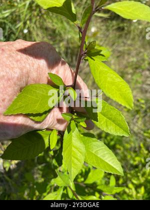 possumhaw (Ilex decidua) Plantae Stock Photo - Alamy