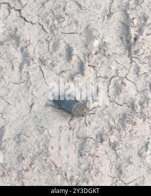 (Thanatophilus rugosus) Insecta Stock Photo - Alamy